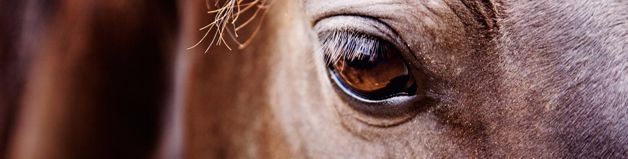 Equine | North Star Stables