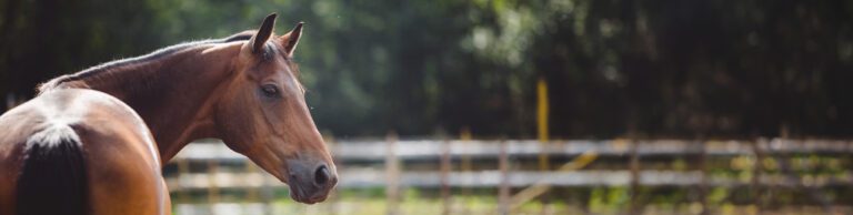 Pasture Board | North Star Stables